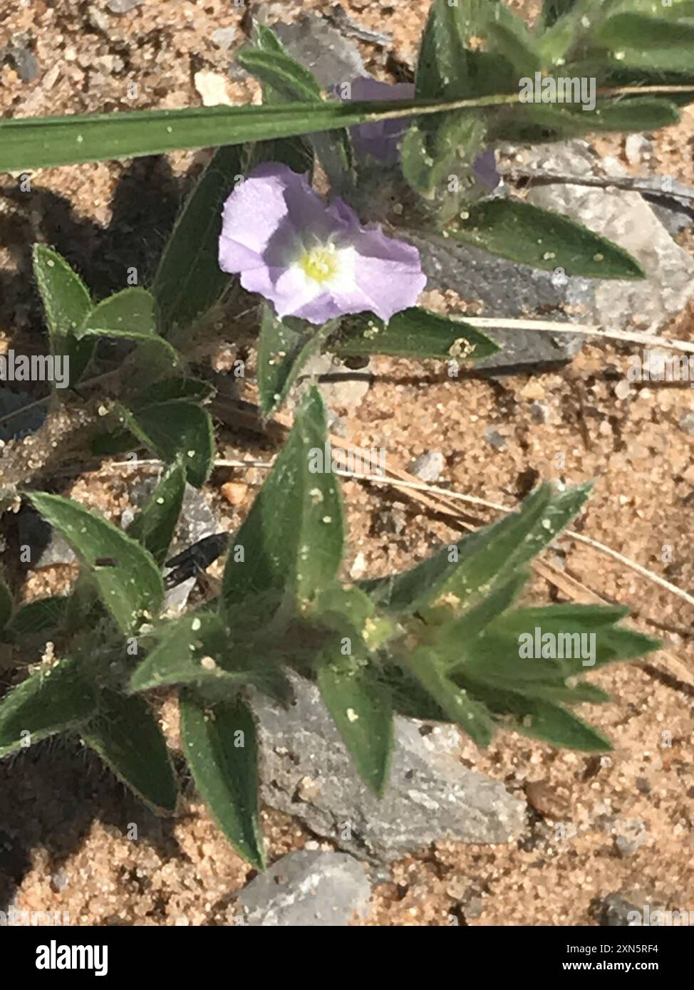 Evolvulus nuttallianus hi-res stock photography and images - Alamy