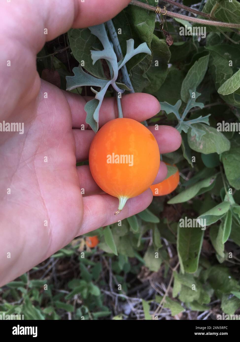wareque (Ibervillea sonorae) Plantae Stock Photo - Alamy