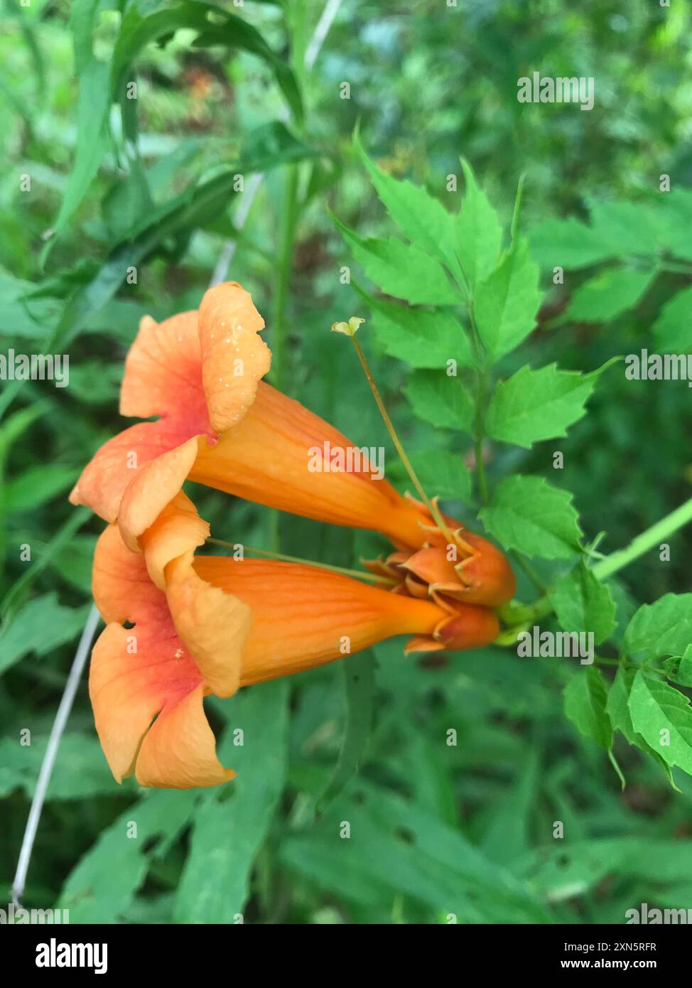 American trumpet vine (Campsis radicans) Plantae Stock Photo - Alamy