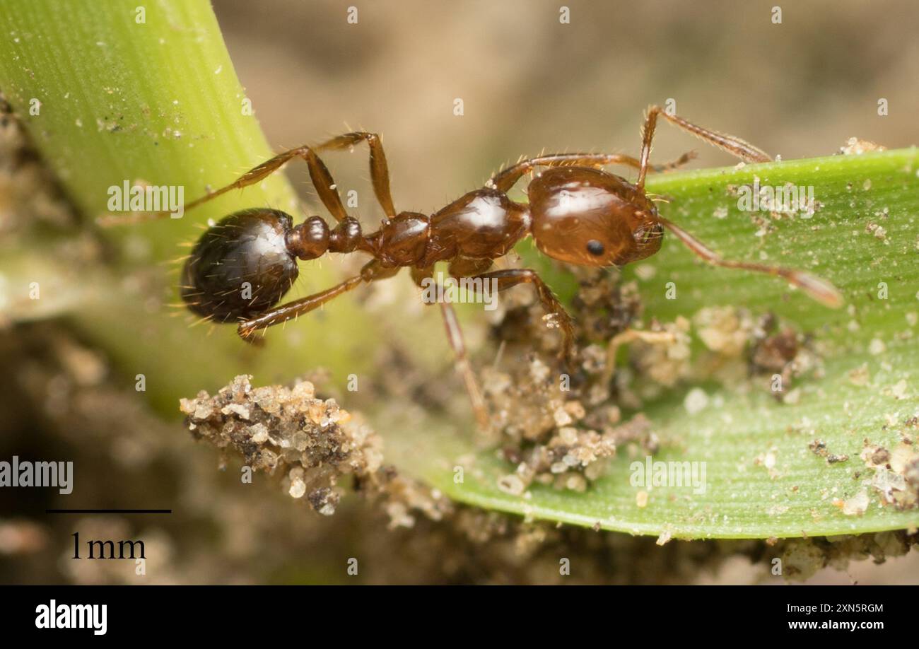 Red Imported Fire Ant (Solenopsis invicta) Insecta Stock Photo - Alamy