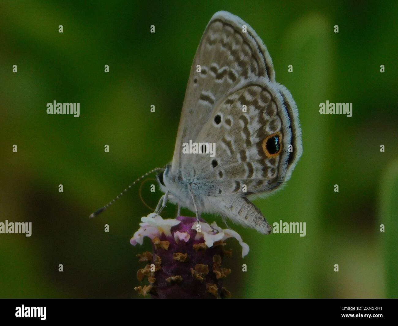 Ceraunus blue hi-res stock photography and images - Alamy