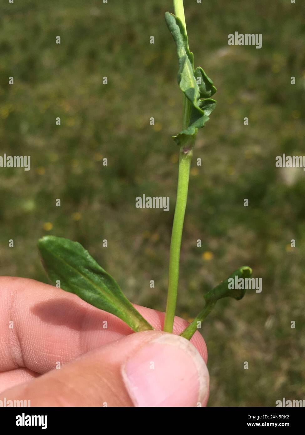 Splitleaf Groundsel (Packera dimorphophylla) Plantae Stock Photo - Alamy