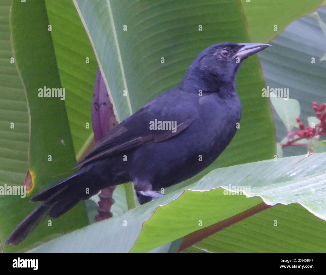 Melodious Blackbird (Dives dives) Aves Stock Photo - Alamy