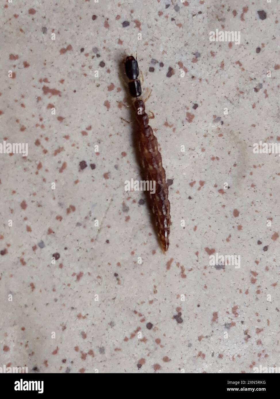 Raphidiid Snakeflies (Raphidiidae) Insecta Stock Photo - Alamy