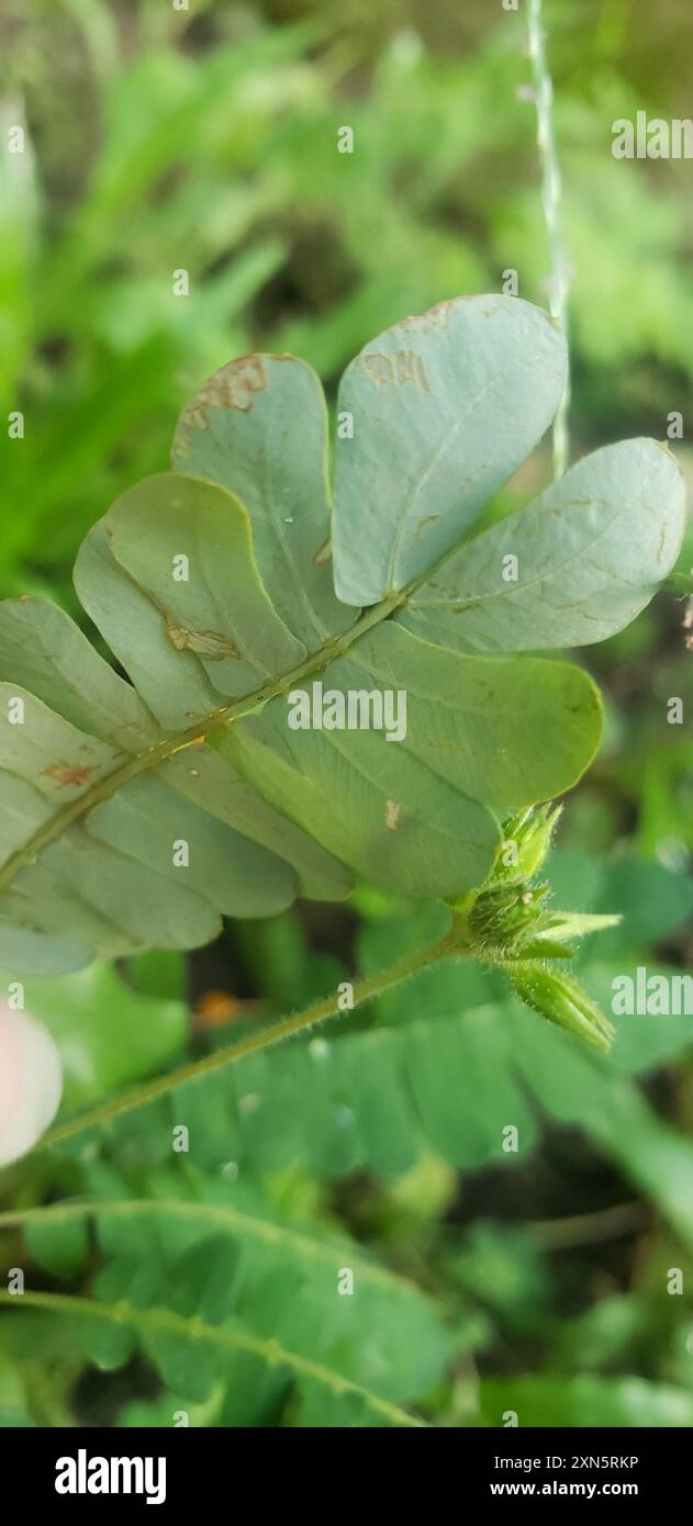 little tree plant (Biophytum sensitivum) Plantae Stock Photo - Alamy