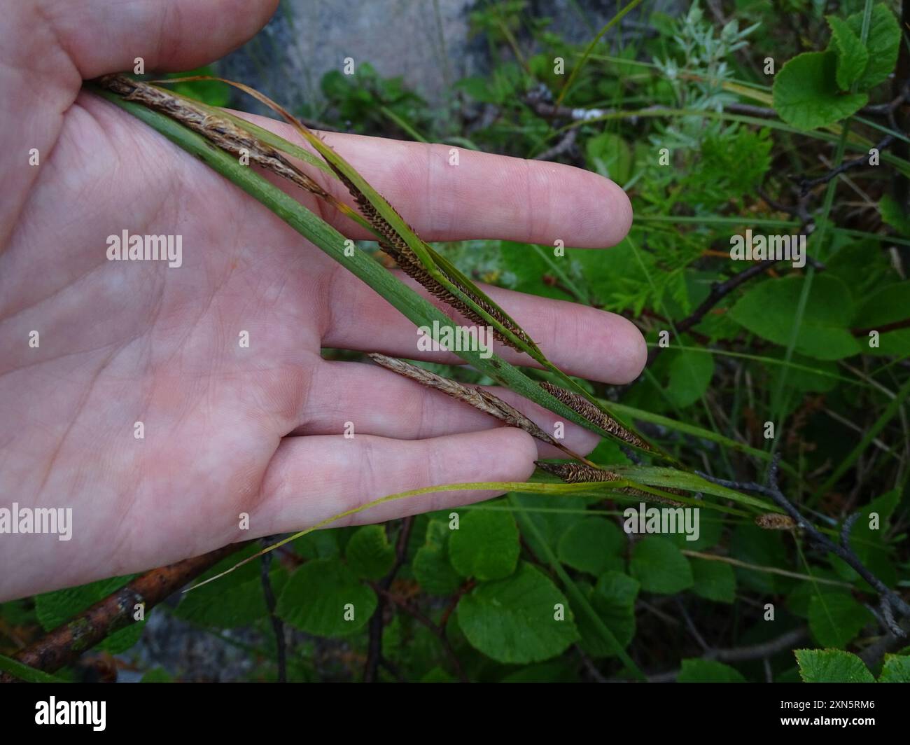 water sedge (Carex aquatilis) Plantae Stock Photo - Alamy