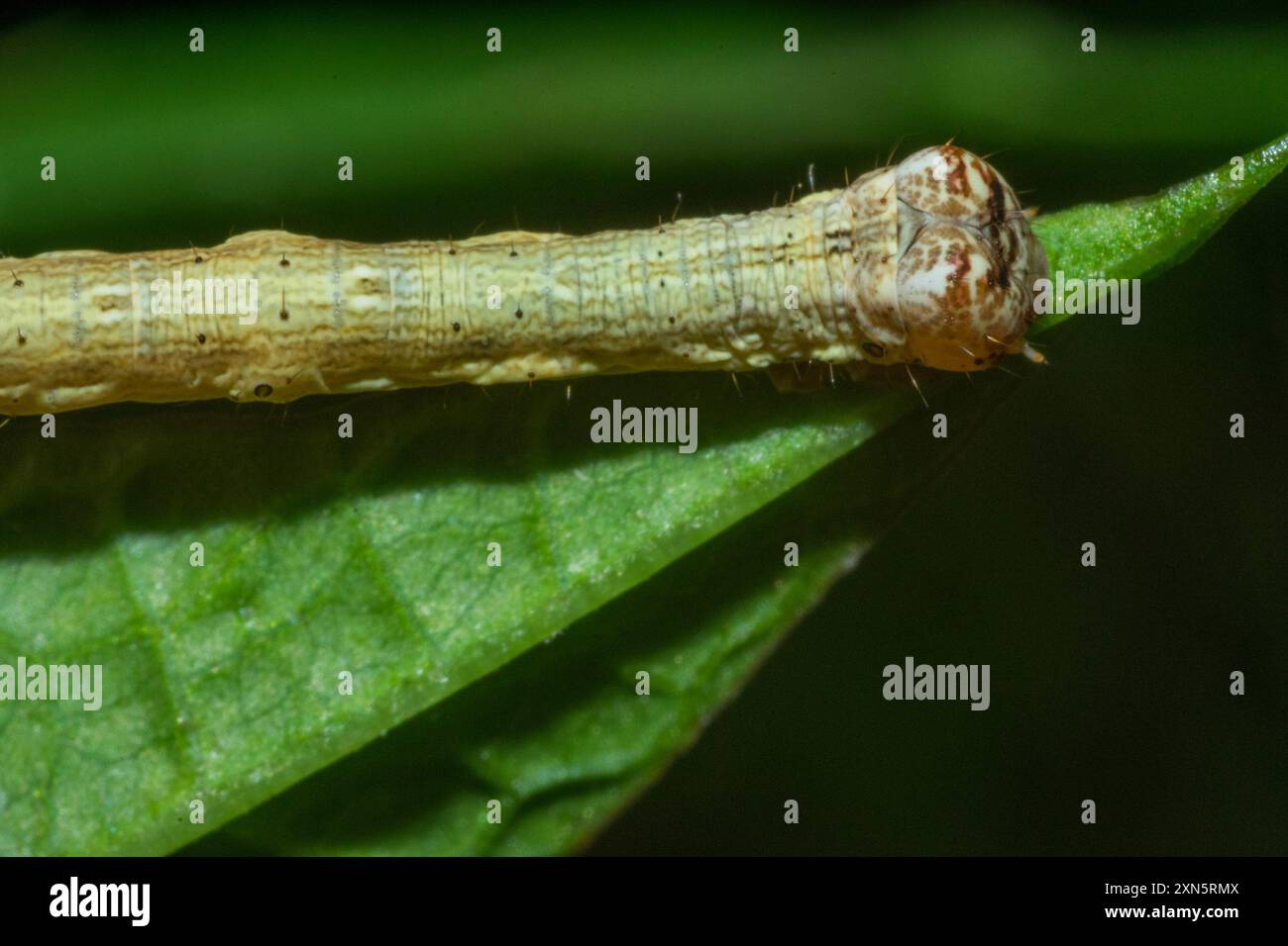 Geometer Moths (Geometridae) Insecta Stock Photo - Alamy