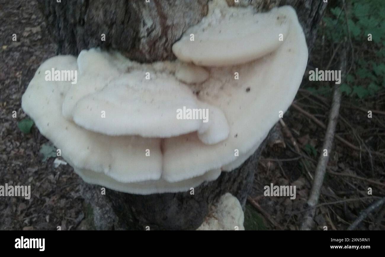 Northern Tooth (Climacodon septentrionalis) Fungi Stock Photo - Alamy