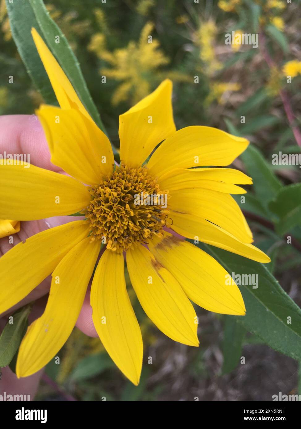 sawtooth sunflower (Helianthus grosseserratus) Plantae Stock Photo - Alamy