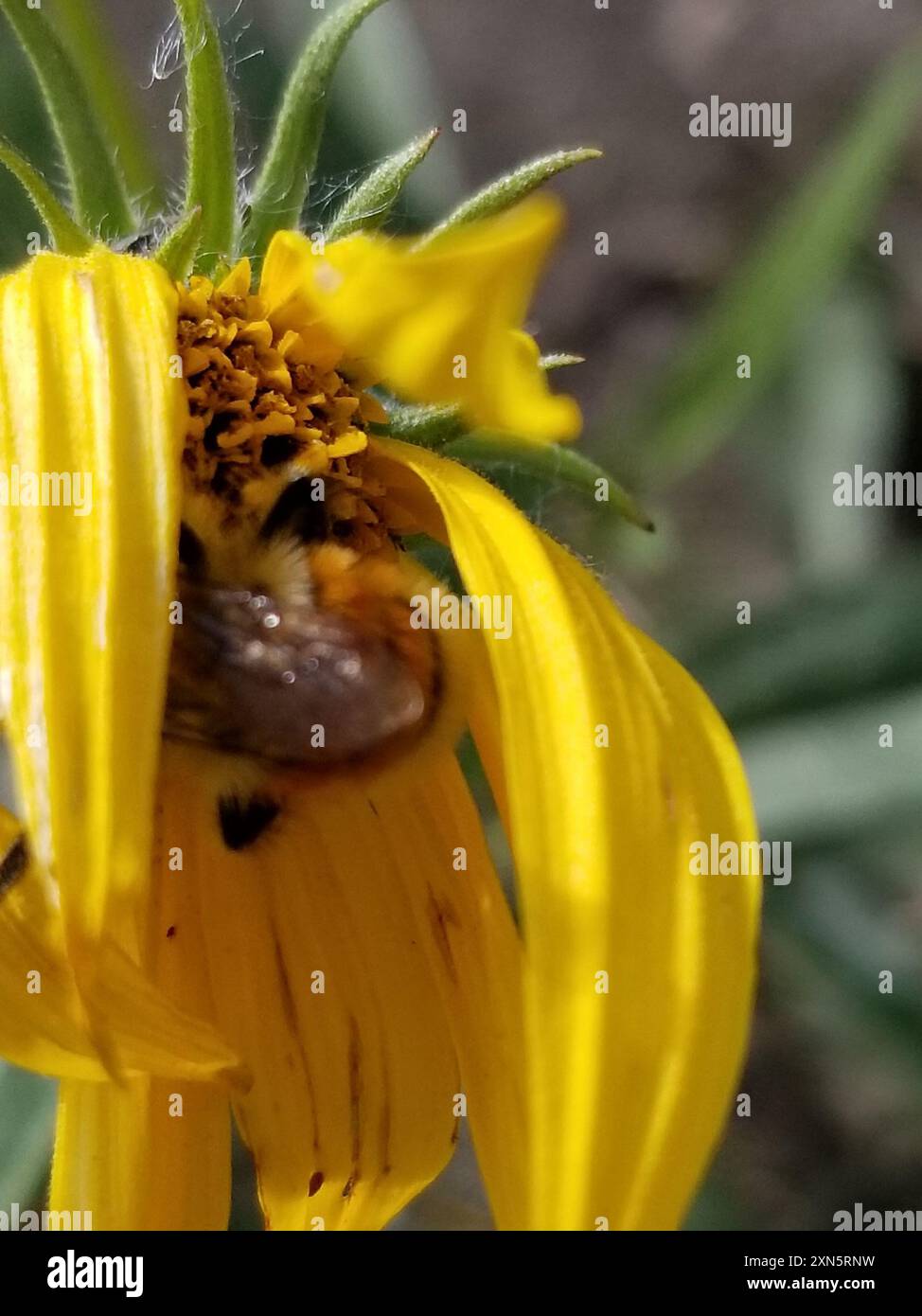 Hunt's Bumble Bee (Bombus huntii) Insecta Stock Photo - Alamy