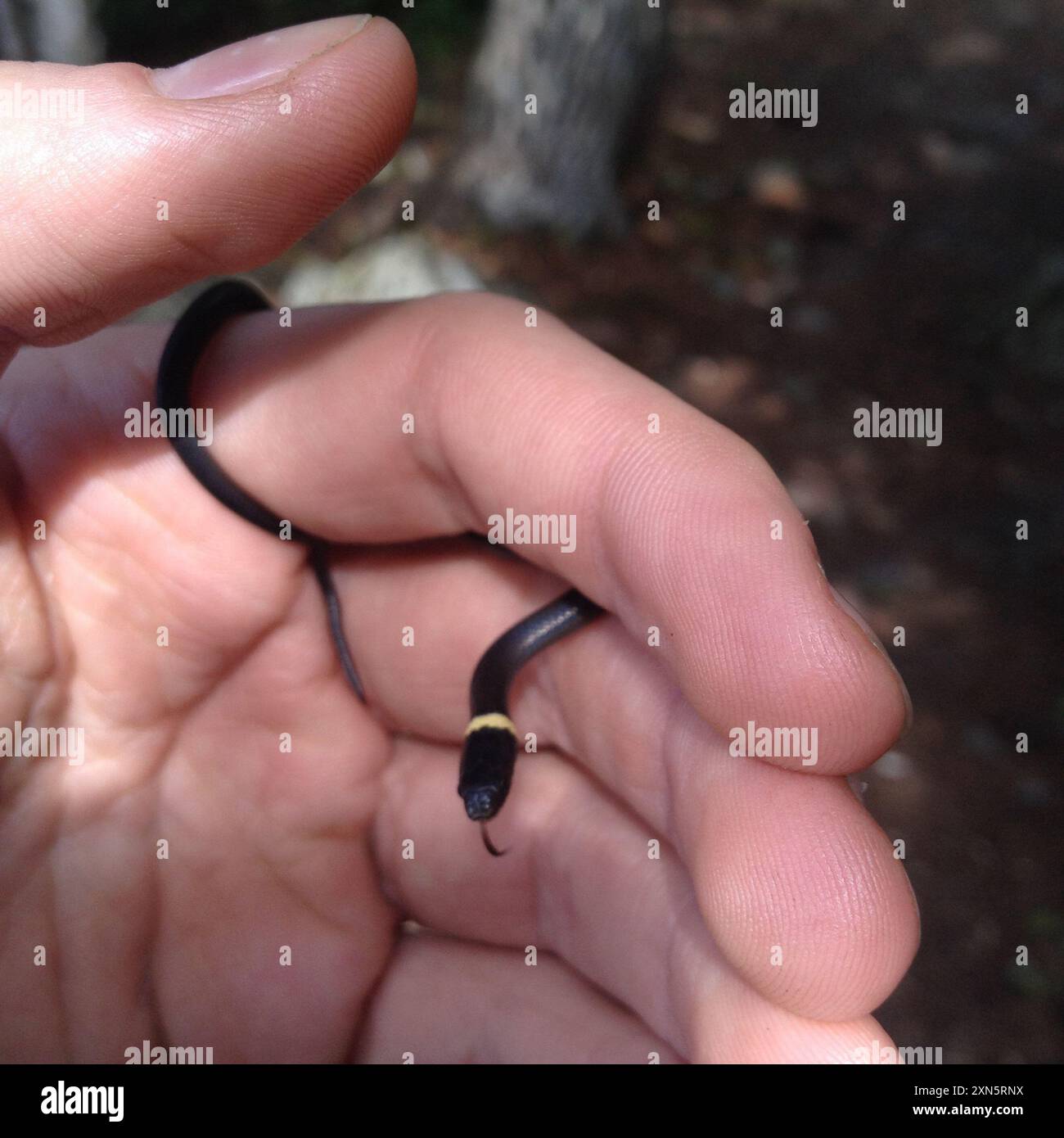 Northern Ringneck Snake (Diadophis punctatus edwardsii) Reptilia Stock ...