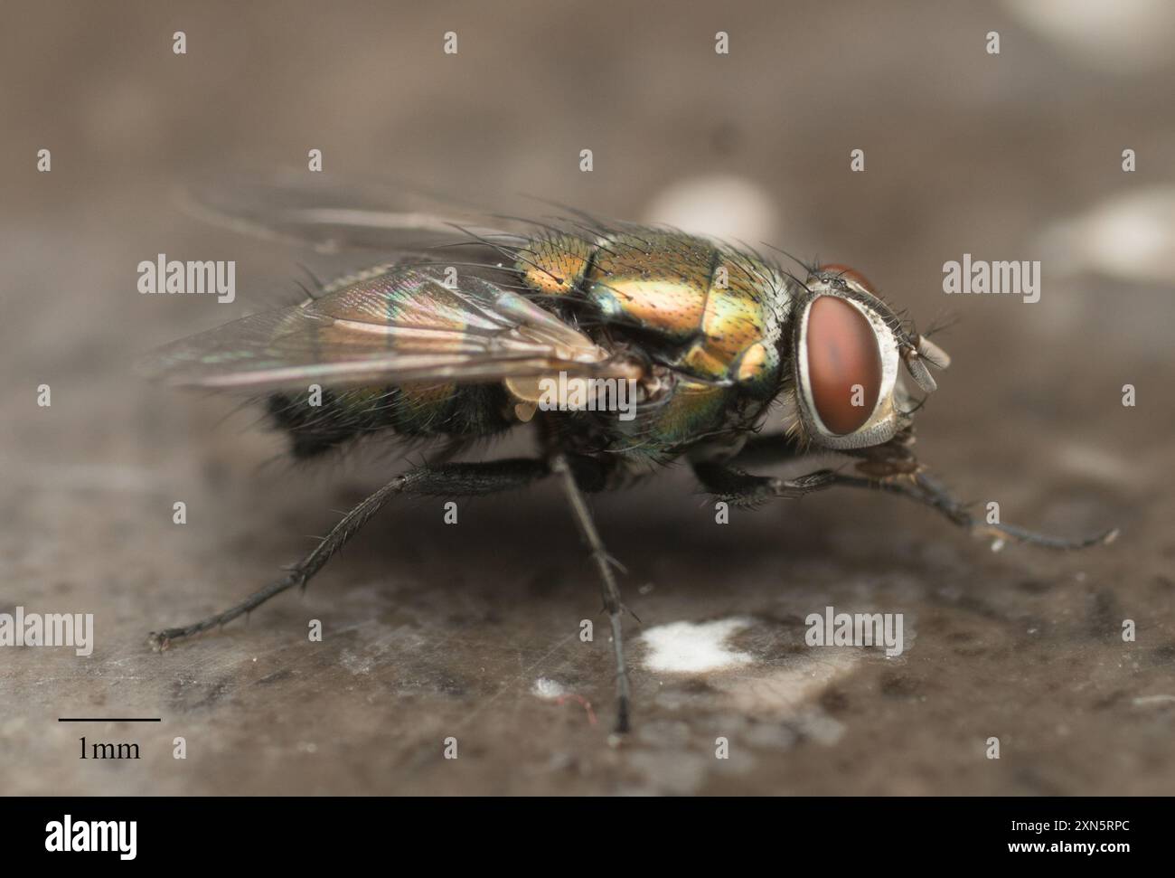 Lucilia cuprina hi-res stock photography and images - Alamy