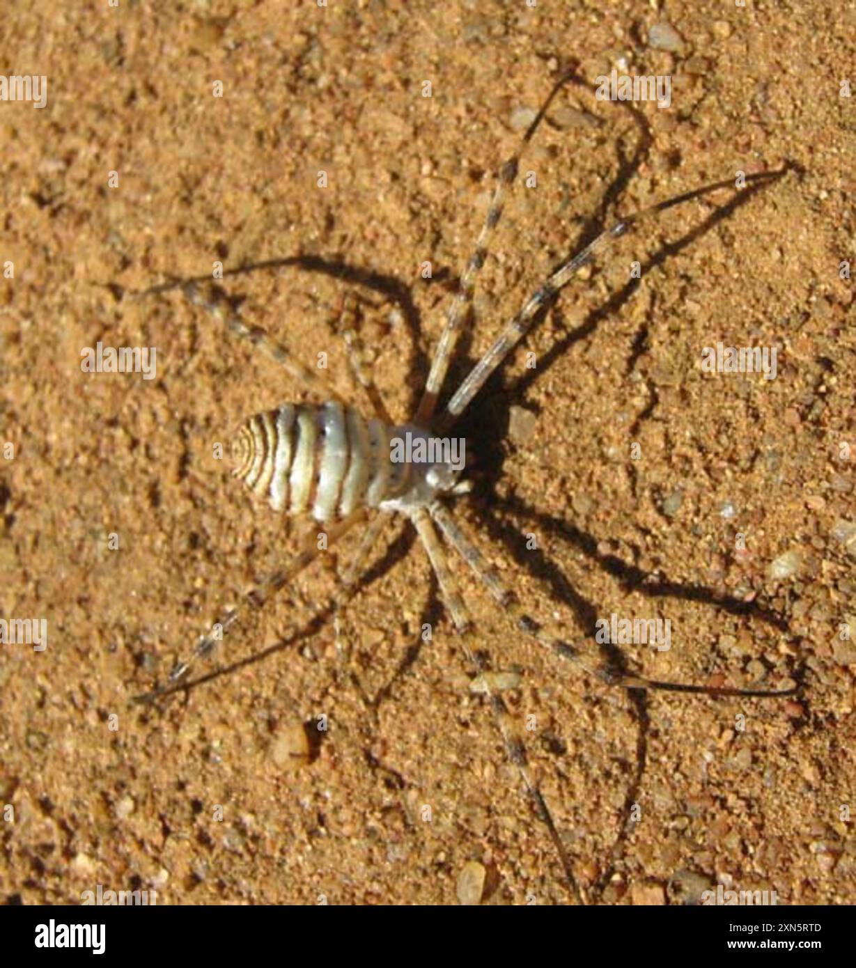 Banded Garden Spider (Argiope trifasciata) Arachnida Stock Photo - Alamy