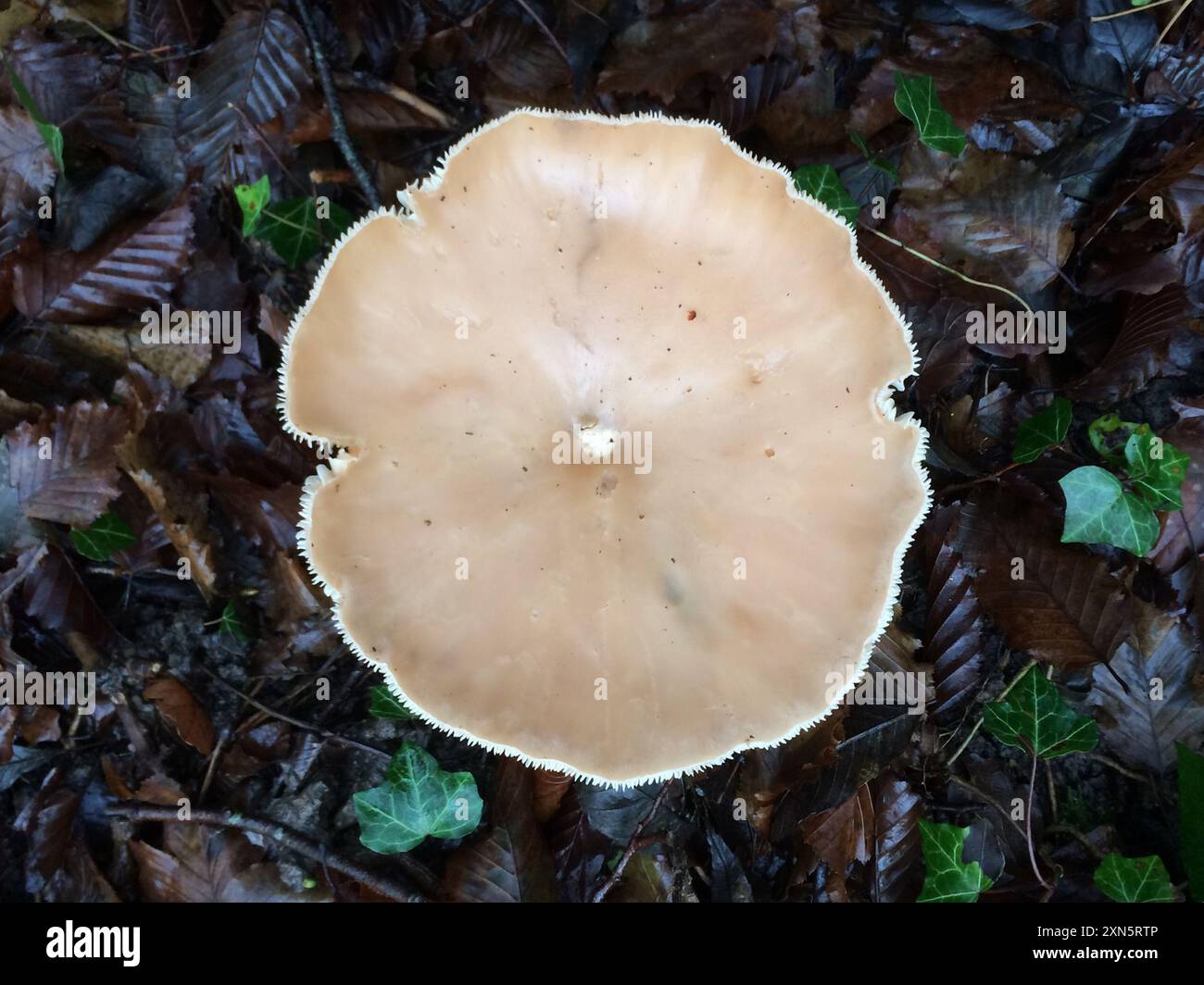 Cloudy Clitocybe (Clitocybe nebularis) Fungi Stock Photo - Alamy