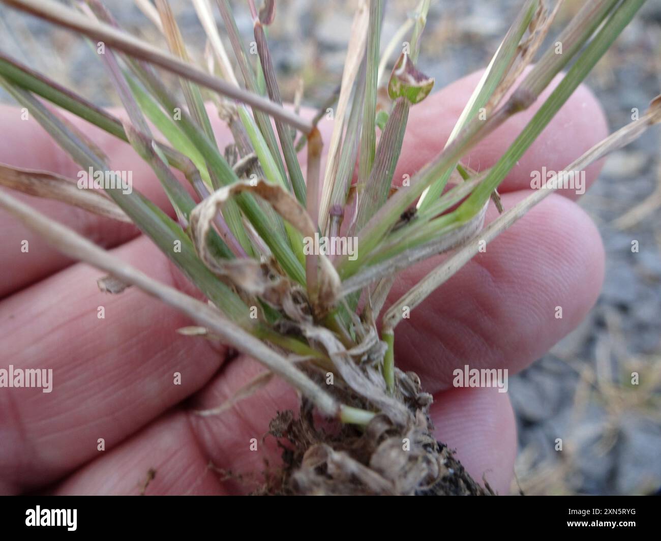 Hairy Crabgrass (Digitaria sanguinalis) Plantae Stock Photo - Alamy
