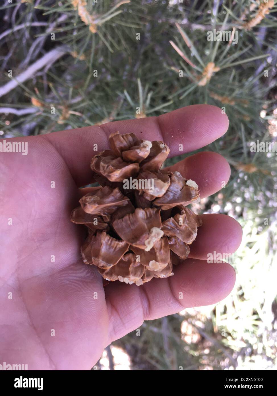 singleleaf pinyon (Pinus monophylla) Plantae Stock Photo - Alamy
