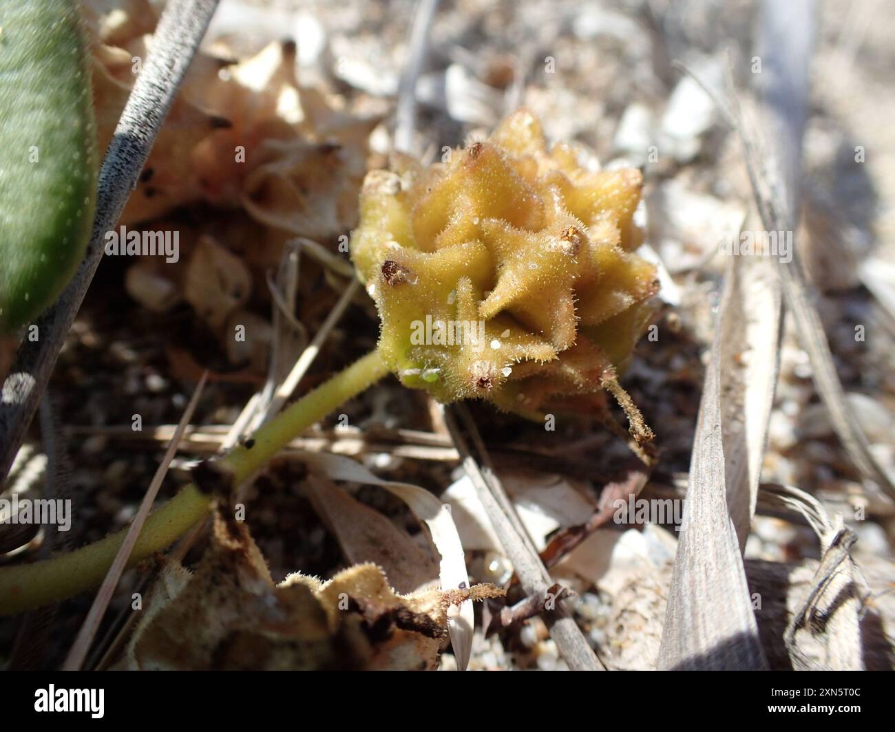 Yellow Sand Verbena (Abronia latifolia) Plantae Stock Photo - Alamy