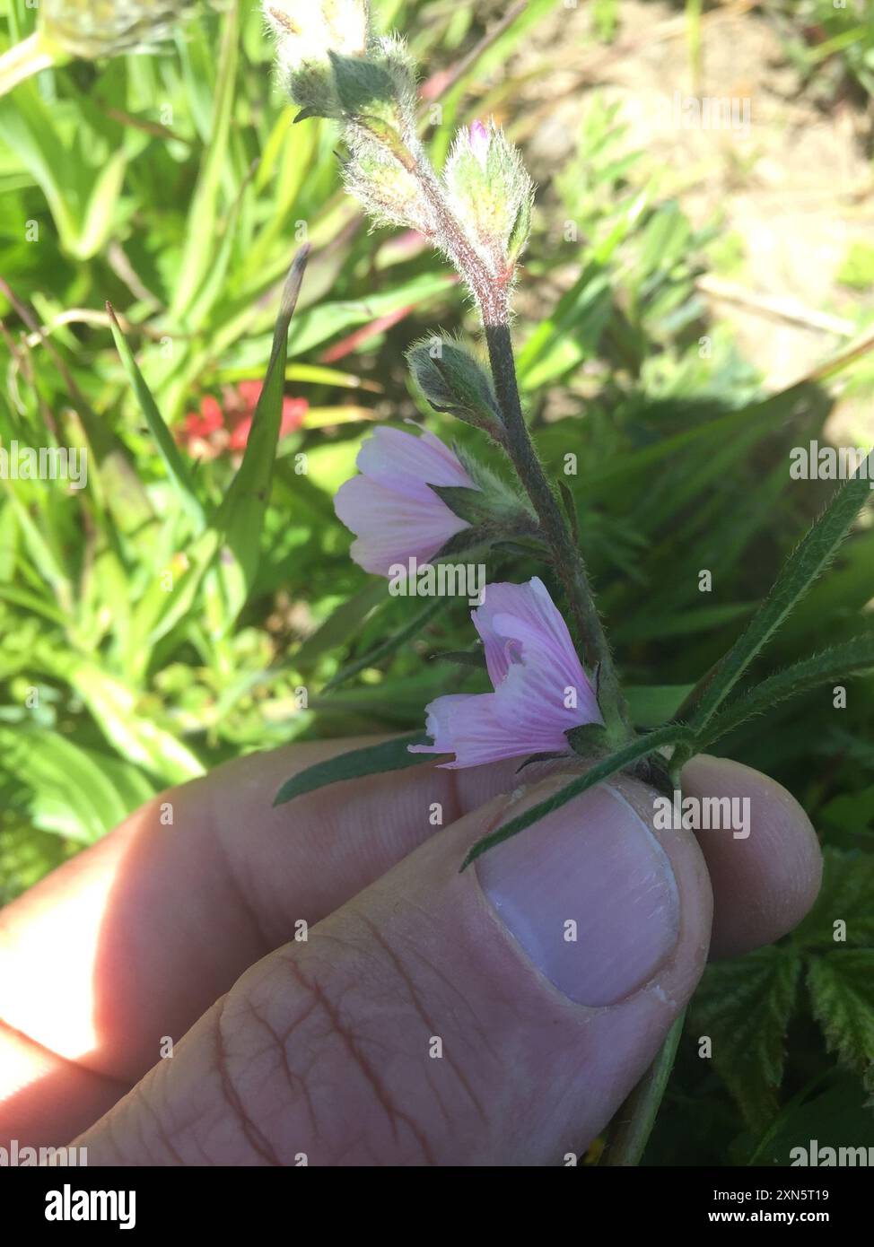 checkerbloom (Sidalcea malviflora) Plantae Stock Photo - Alamy