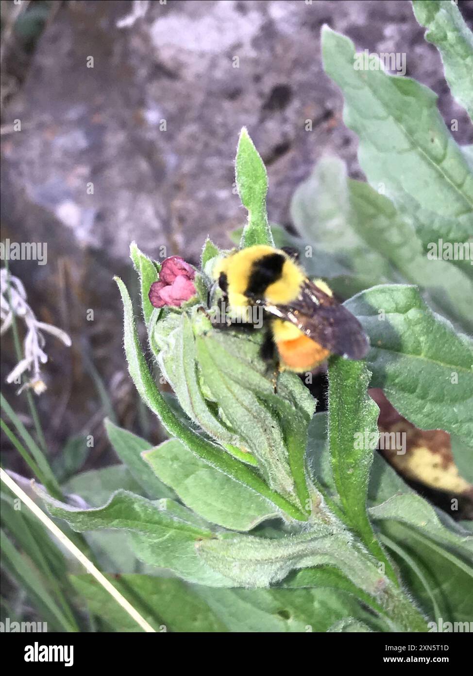 Bombus huntii hi-res stock photography and images - Alamy