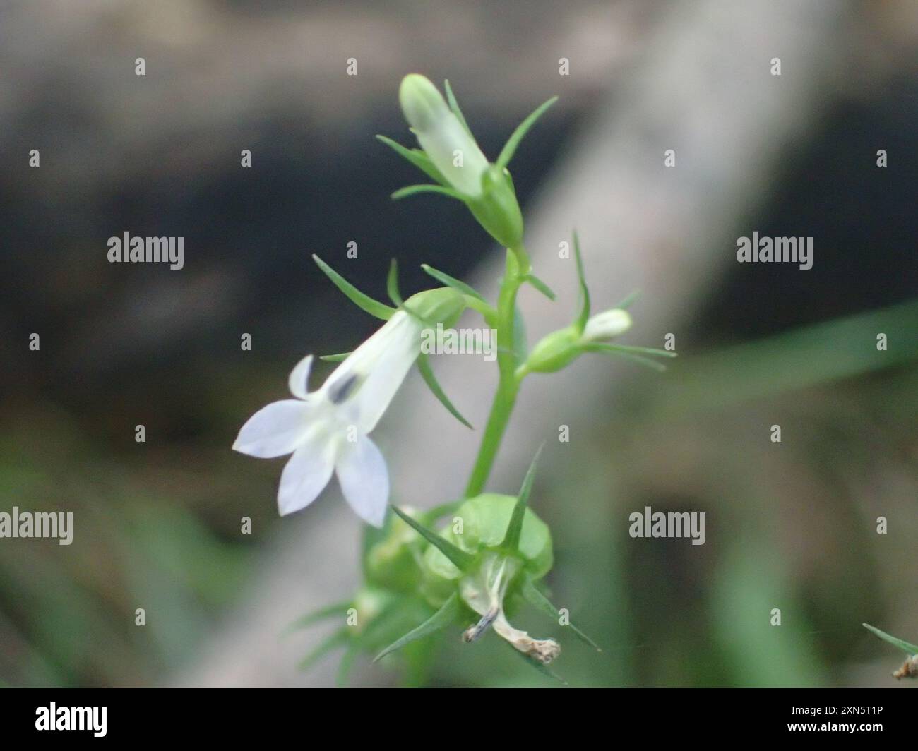 Indian tobacco (Lobelia inflata) Plantae Stock Photo - Alamy