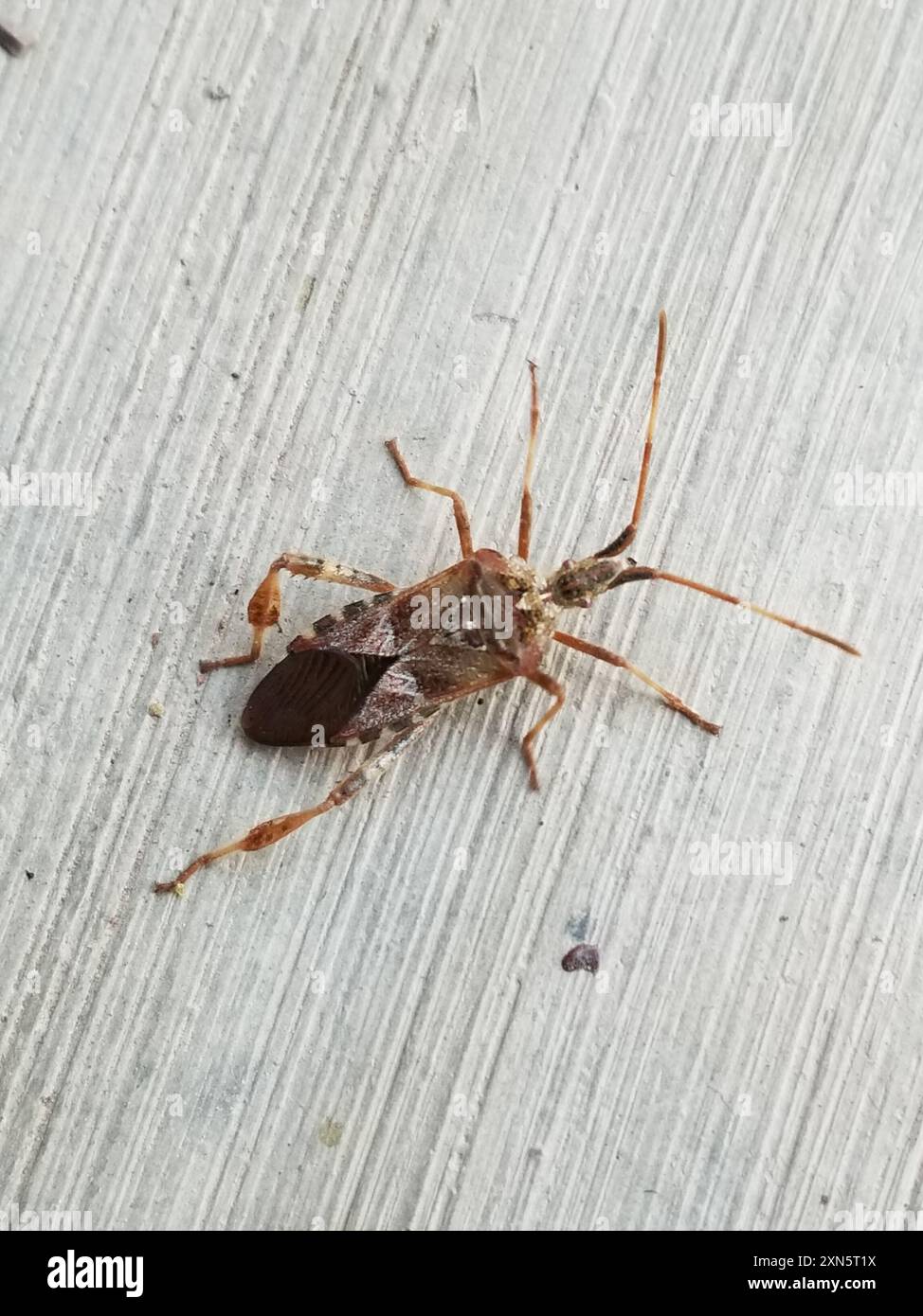 Western Conifer Seed Bug (Leptoglossus occidentalis) Insecta Stock ...