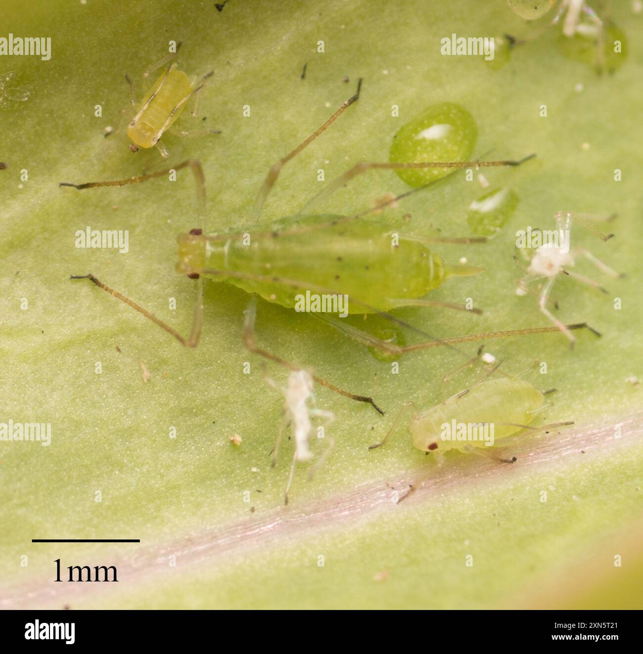 Potato Aphid (Macrosiphum euphorbiae) Insecta Stock Photo - Alamy