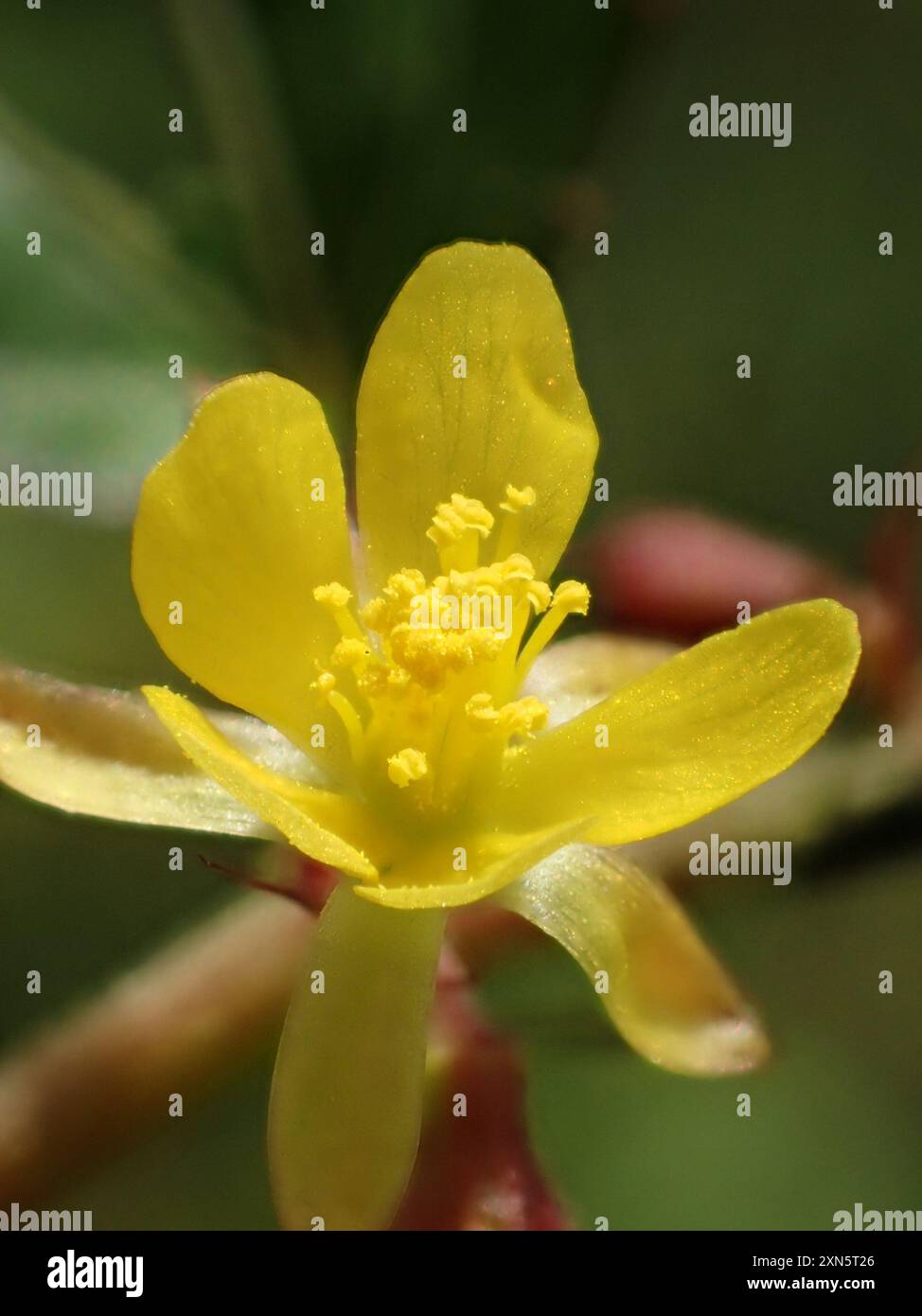 East Indian Mallow (Corchorus aestuans) Plantae Stock Photo - Alamy