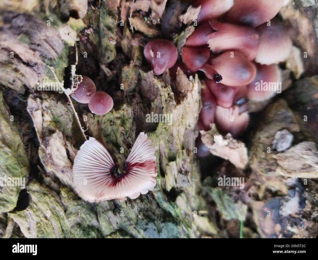Bleeding Fairy Helmet (Mycena haematopus) Fungi Stock Photo - Alamy
