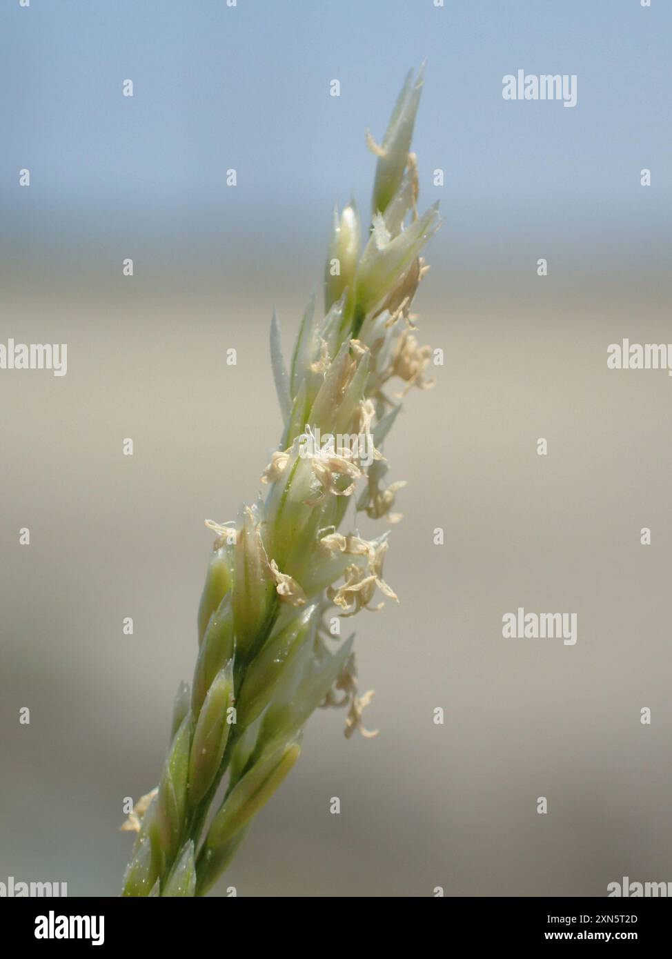 seashore dropseed (Sporobolus virginicus) Plantae Stock Photo - Alamy