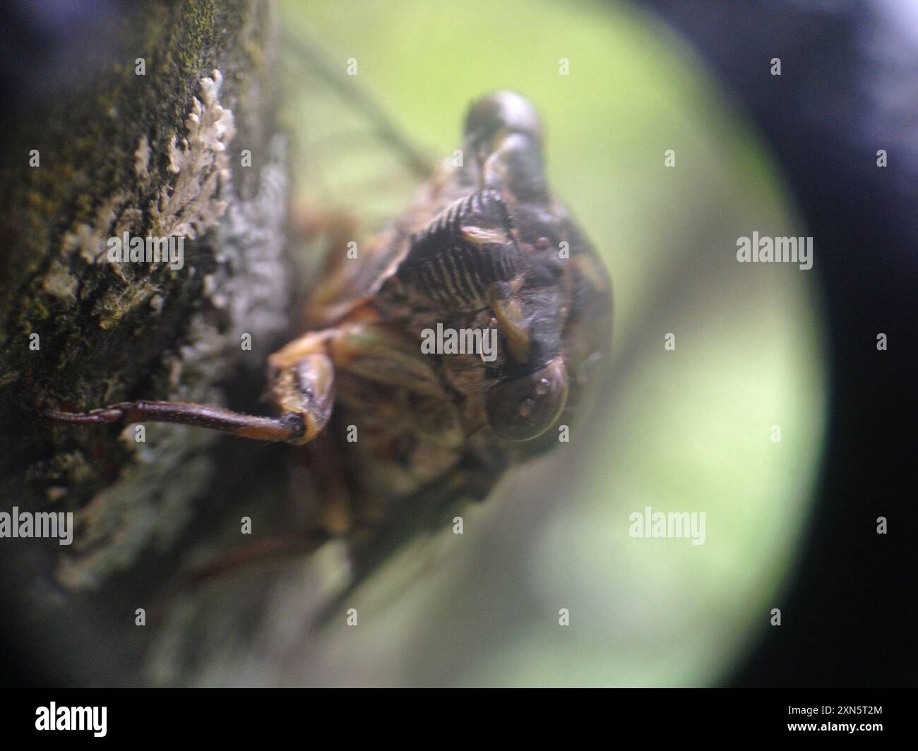 Northern Dog-day Cicada (Neotibicen canicularis) Insecta Stock Photo ...