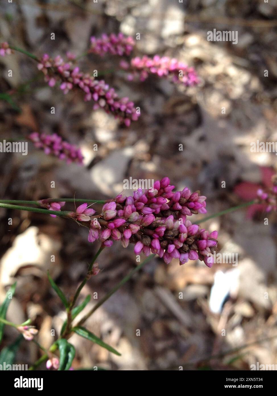 low smartweed (Persicaria longiseta) Plantae Stock Photo - Alamy