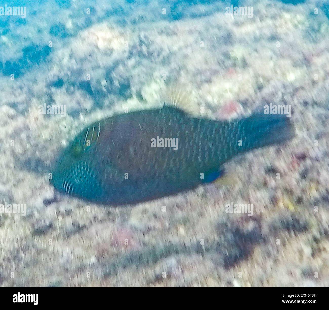 Ambon Toby (Canthigaster amboinensis) Actinopterygii Stock Photo - Alamy
