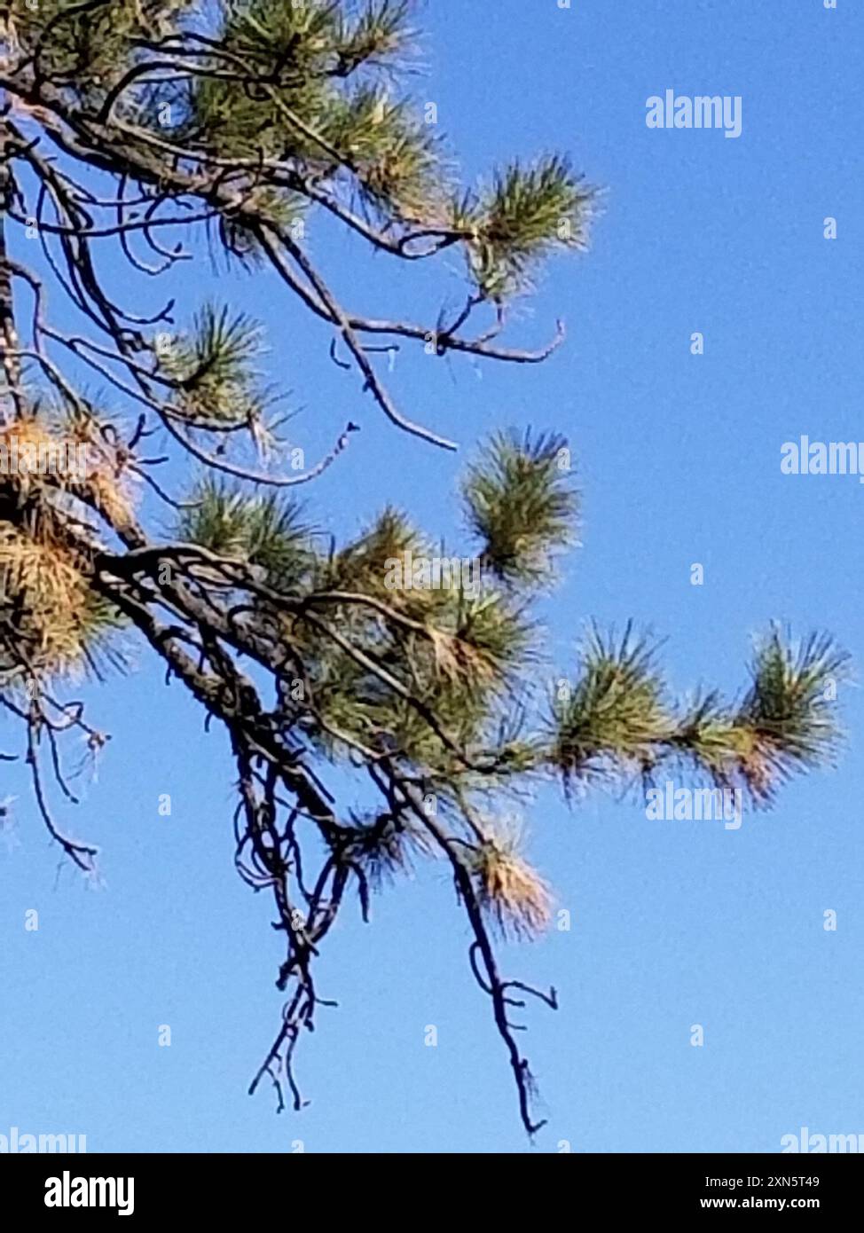 Jeffrey pine (Pinus jeffreyi) Plantae Stock Photo - Alamy