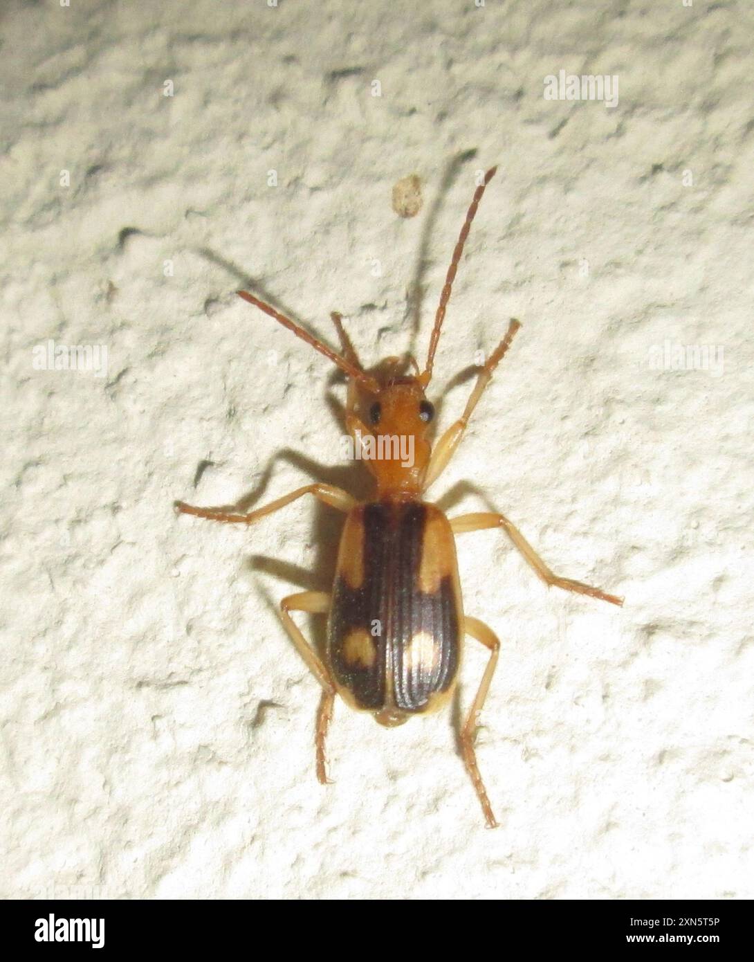 Bombardier Beetles (Brachinus) Insecta Stock Photo - Alamy