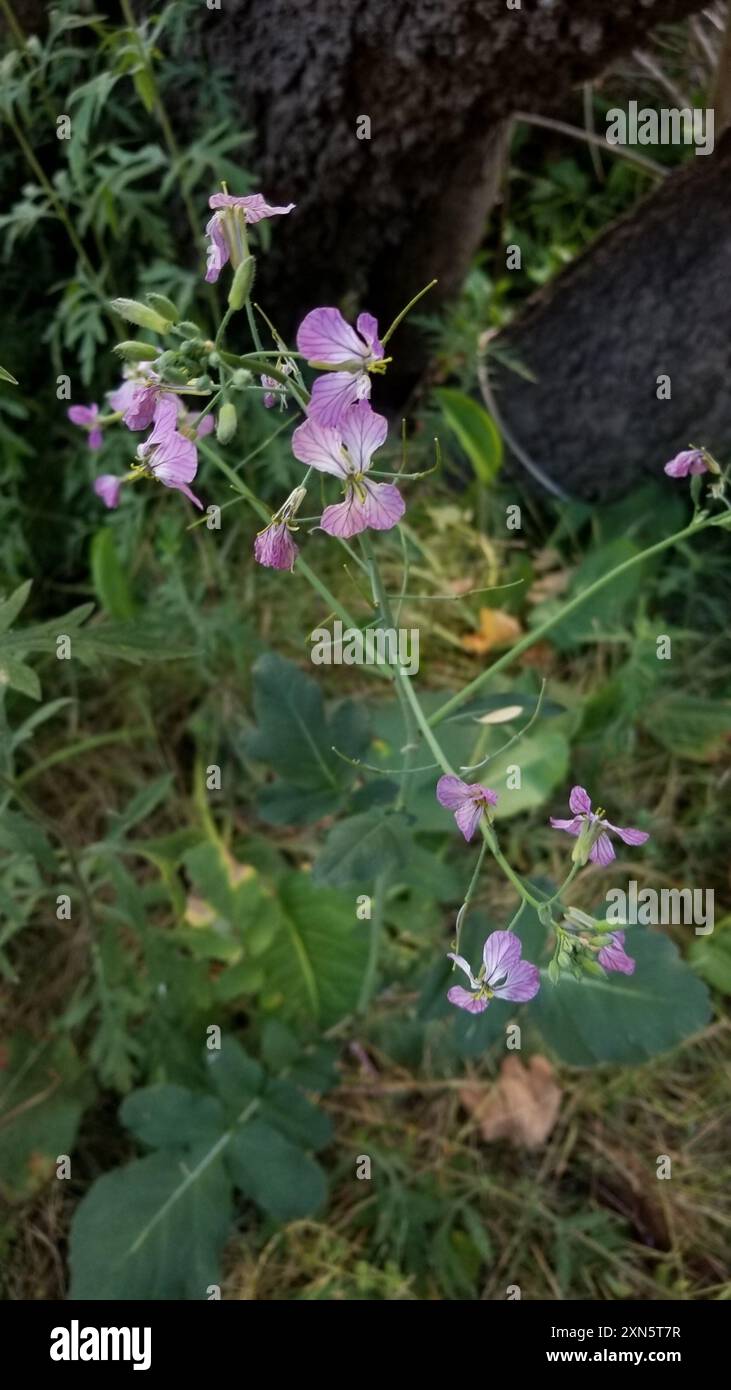 wild and domestic radish (Raphanus raphanistrum sativus) Plantae Stock ...