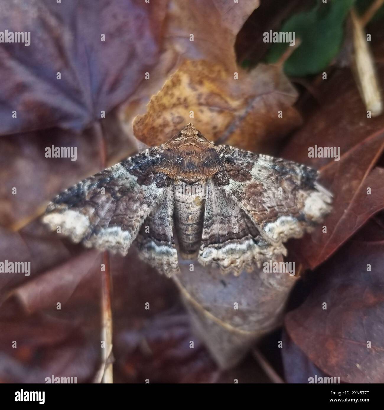 Colorful Zale Moth (Zale minerea) Insecta Stock Photo - Alamy