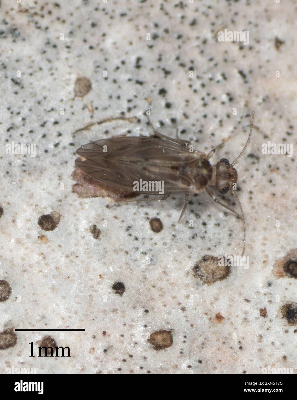 Barklice, Booklice, and Parasitic Lice (Psocodea) Insecta Stock Photo ...