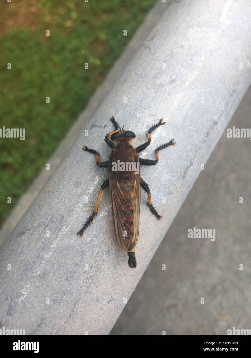 Red-footed Cannibal Fly (Promachus rufipes) Insecta Stock Photo - Alamy