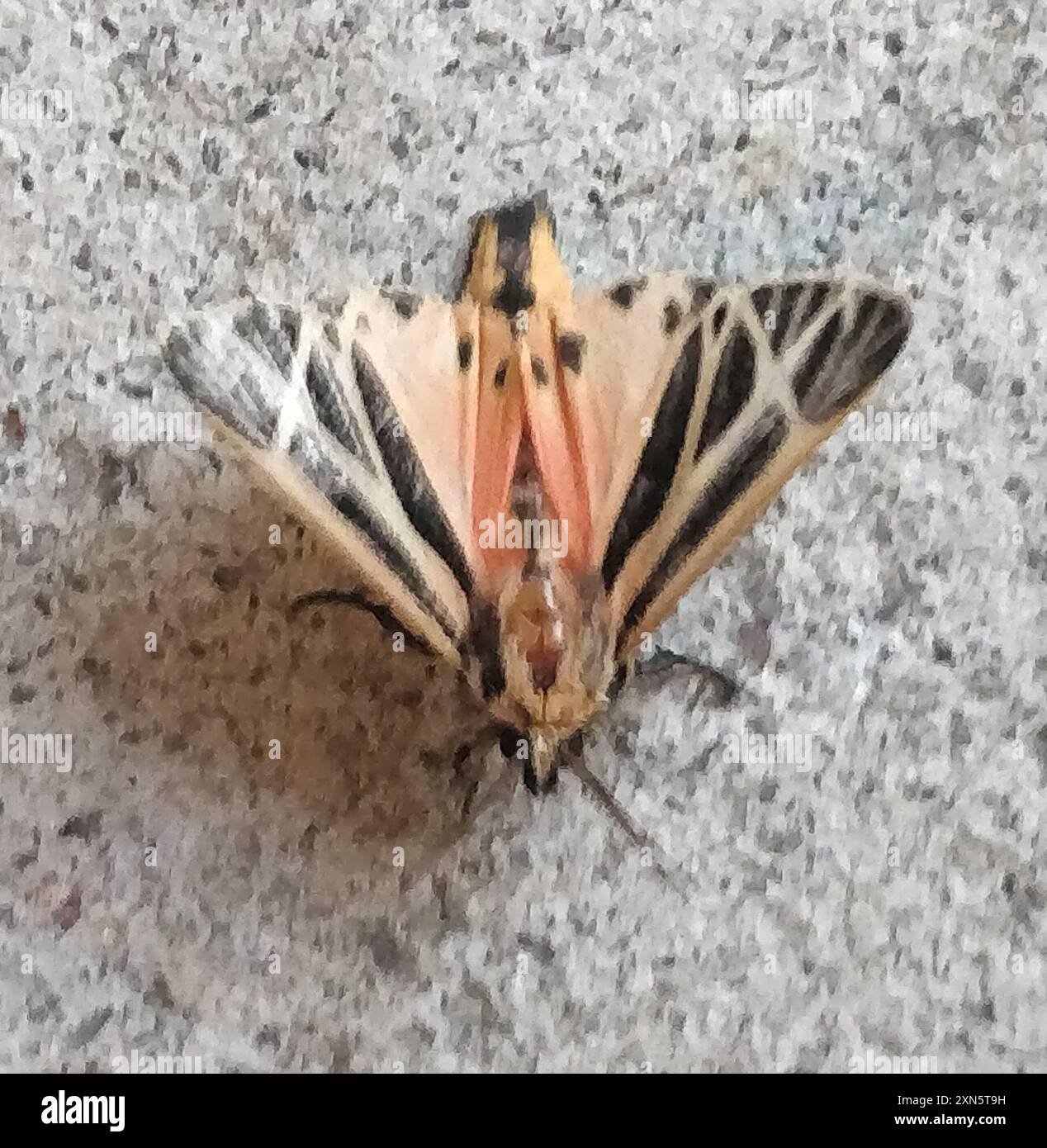 Harnessed Tiger Moth (Apantesis phalerata) Insecta Stock Photo - Alamy