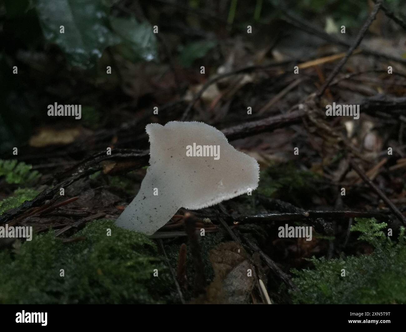 Toothed Jelly Fungus (Pseudohydnum gelatinosum) Fungi Stock Photo - Alamy