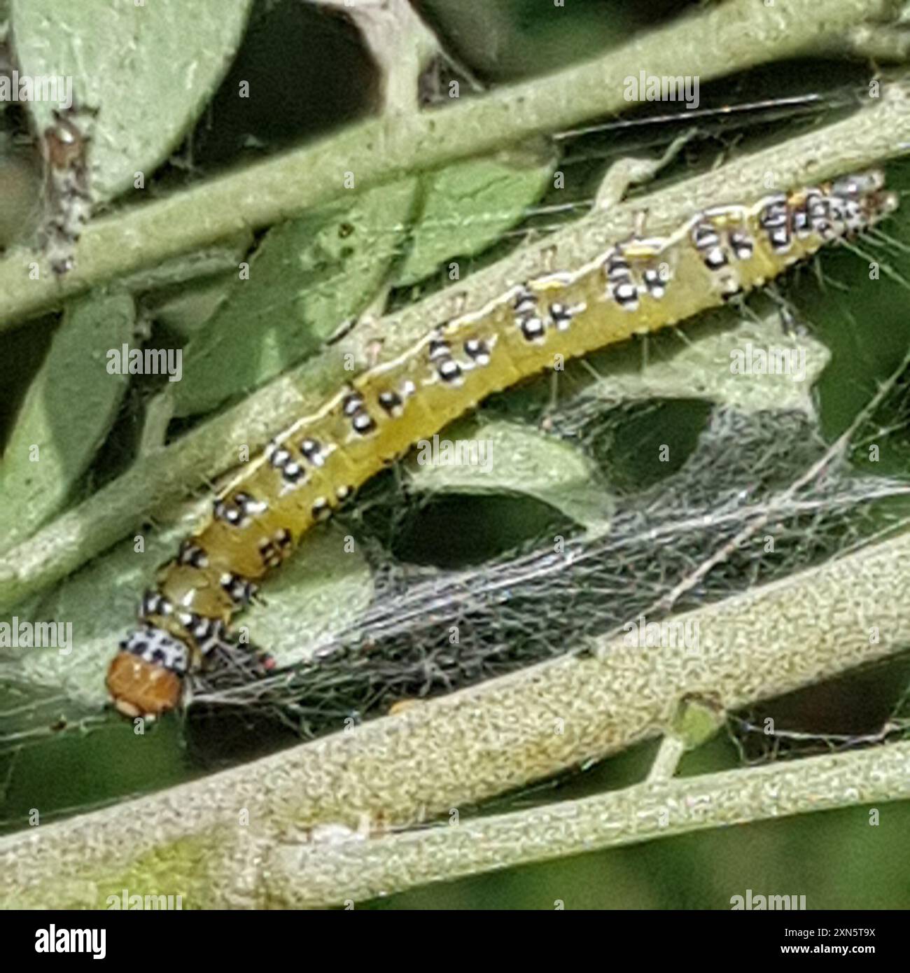 Maorialis hi-res stock photography and images - Alamy