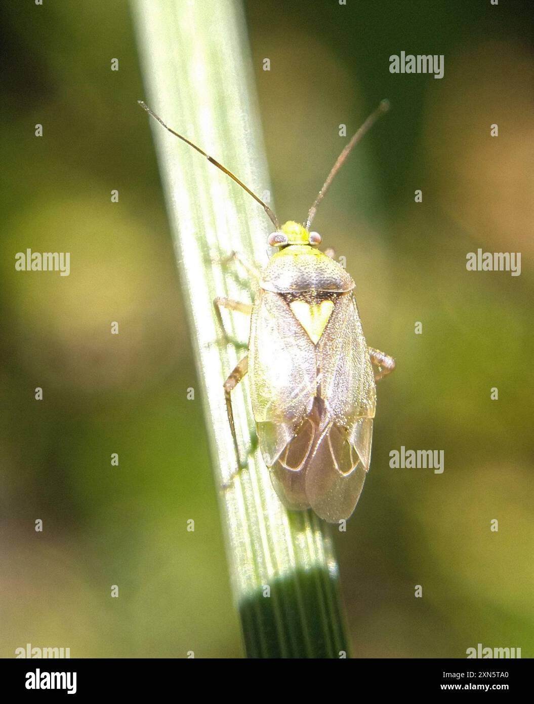 Lygus Bugs (Lygus) Insecta Stock Photo - Alamy