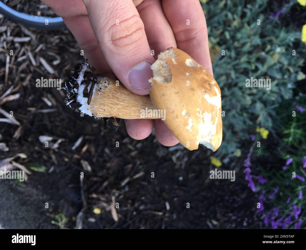 Mulch Fieldcap (Agrocybe putaminum) Fungi Stock Photo - Alamy