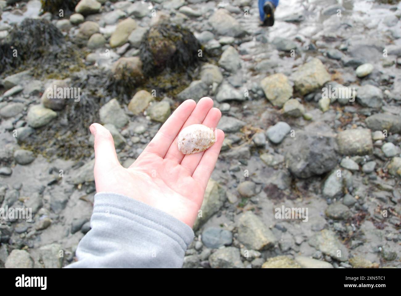 Common Atlantic Slippersnail (Crepidula fornicata) Mollusca Stock Photo ...