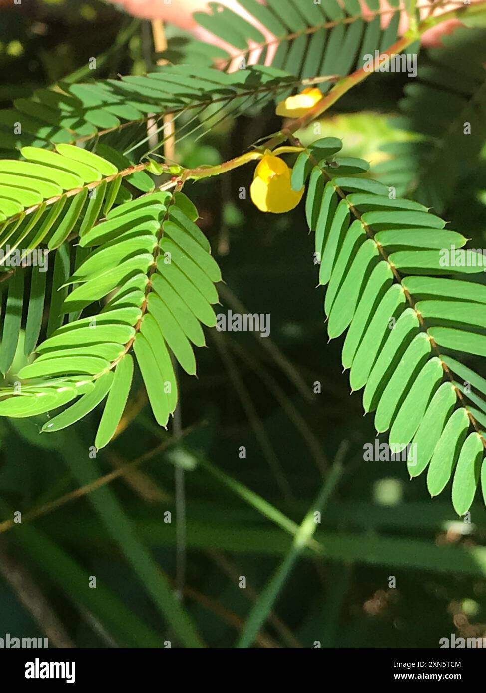 sensitive pea (Chamaecrista nictitans) Plantae Stock Photo - Alamy