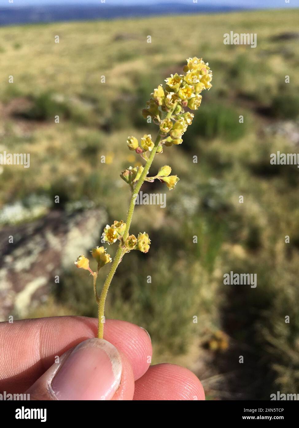 littleleaf alumroot (Heuchera parvifolia) Plantae Stock Photo - Alamy