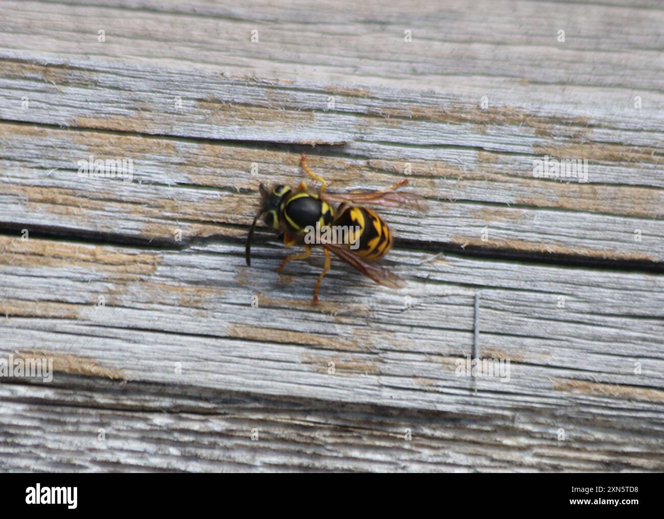 Western Yellowjacket (Vespula pensylvanica) Insecta Stock Photo - Alamy