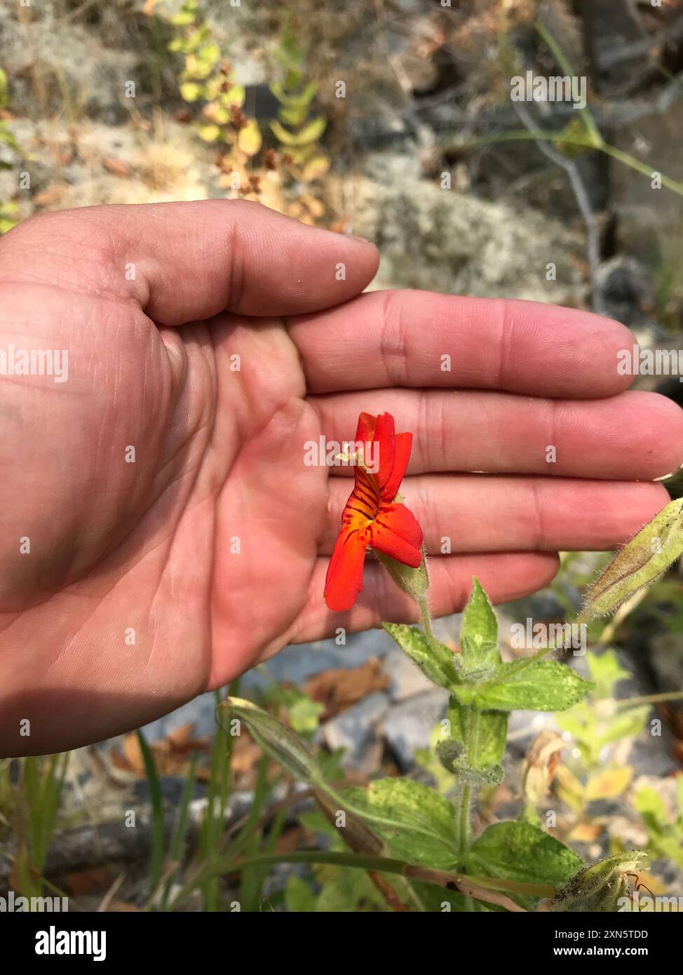 scarlet monkeyflower (Erythranthe cardinalis) Plantae Stock Photo - Alamy