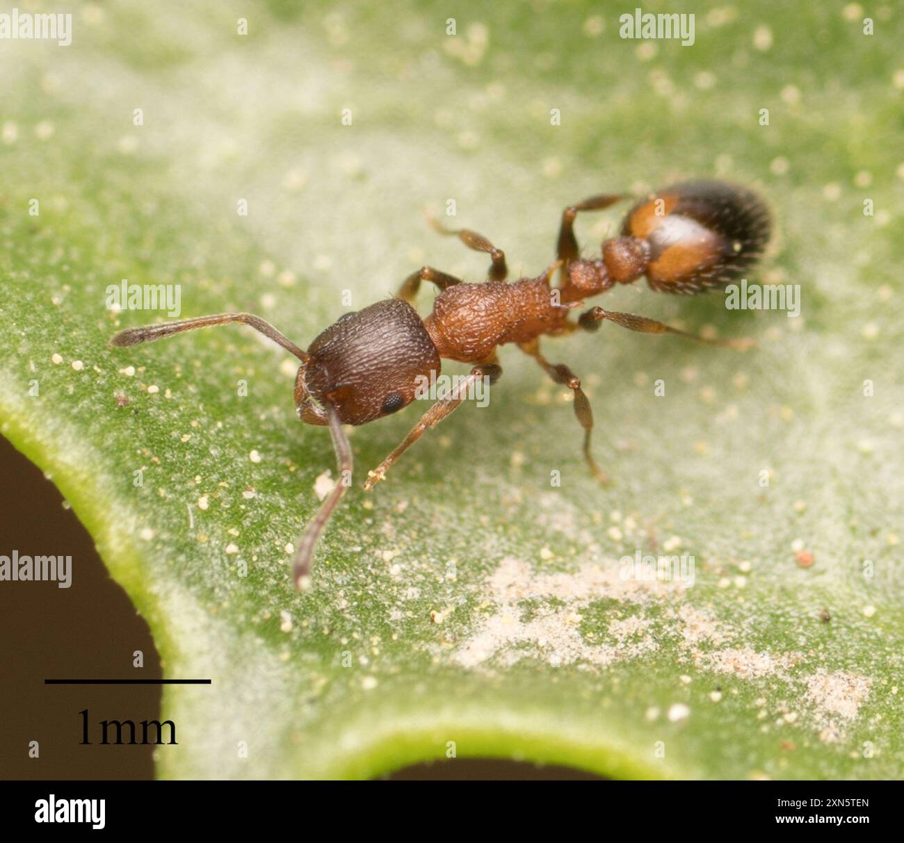 Acorn Ants and Allies (Temnothorax) Insecta Stock Photo - Alamy