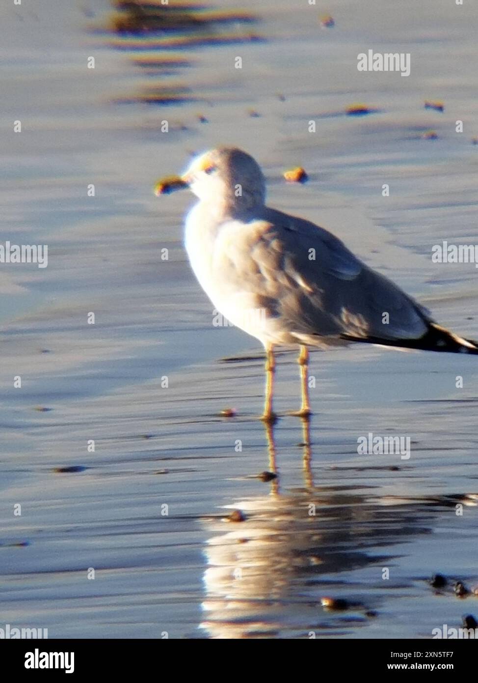 California Gull (Larus californicus) Aves Stock Photo - Alamy